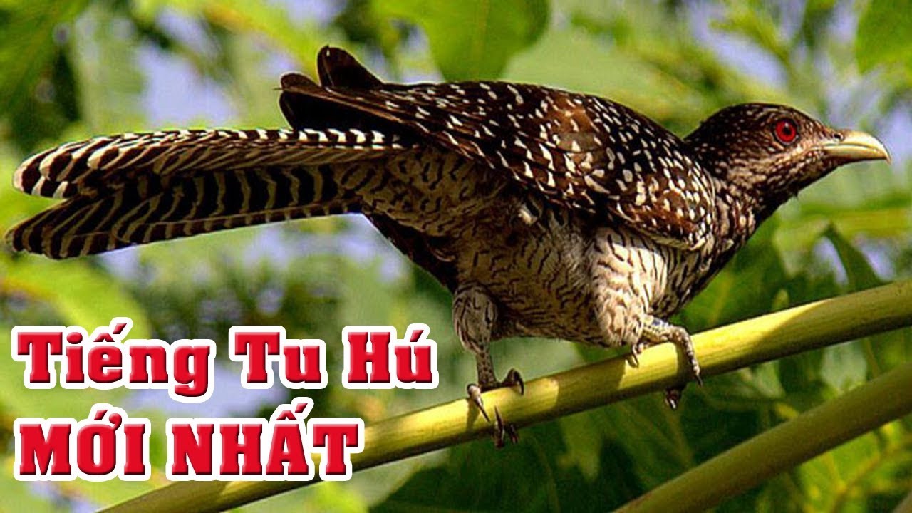 Tiếng chim Tu Hú mp3 Mới nhất nhất, Tiếng Chim Tu Hú Mồi Gọi Bầy MP3 ...