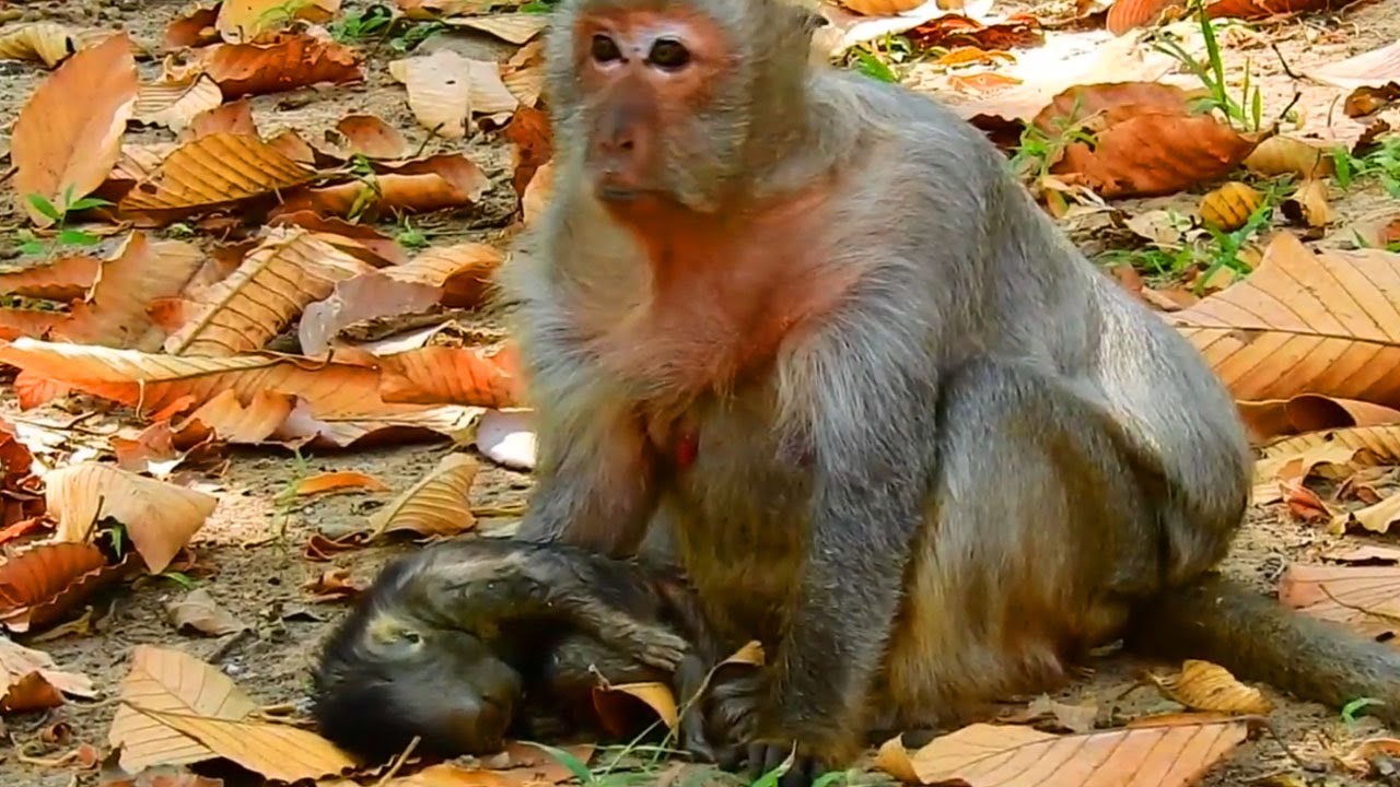 Deeply sadness Tima lost beloved baby monkey gone away - YouTube