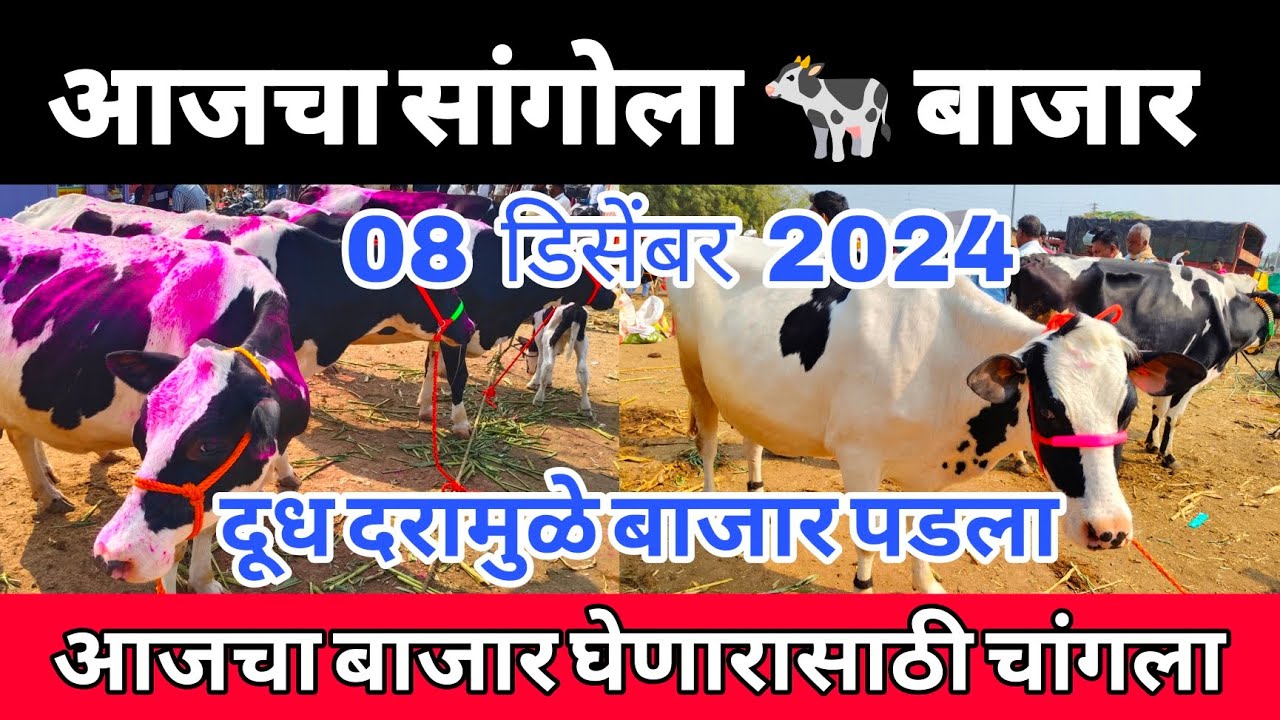 आजचा सांगोला बाजार 8 डिसेंबर 2024 आजचा बाजार घेनारासाठी चांगला #sangola ...