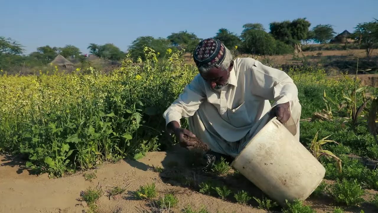Agriculture Development Helping Farmers in Thar Desert to Harvest- BBS ...
