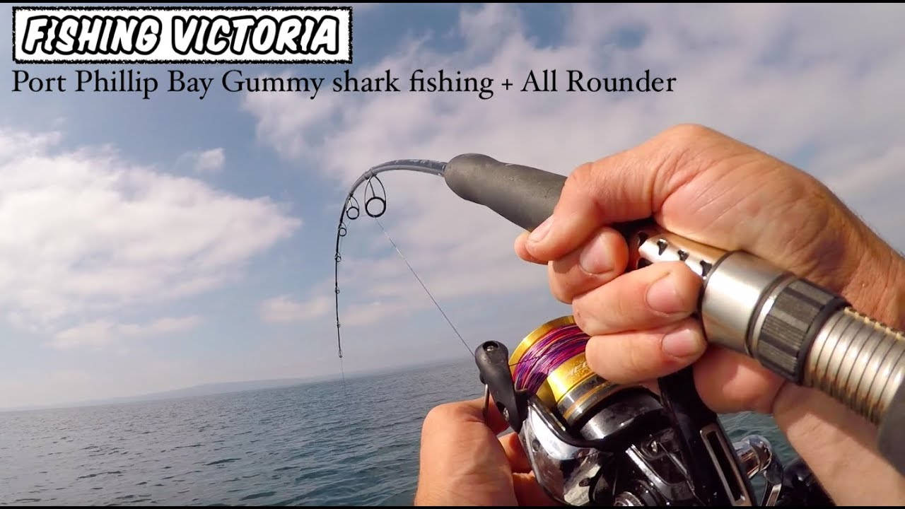 Port Phillip Bay Gummy shark fishing + All rounder - YouTube