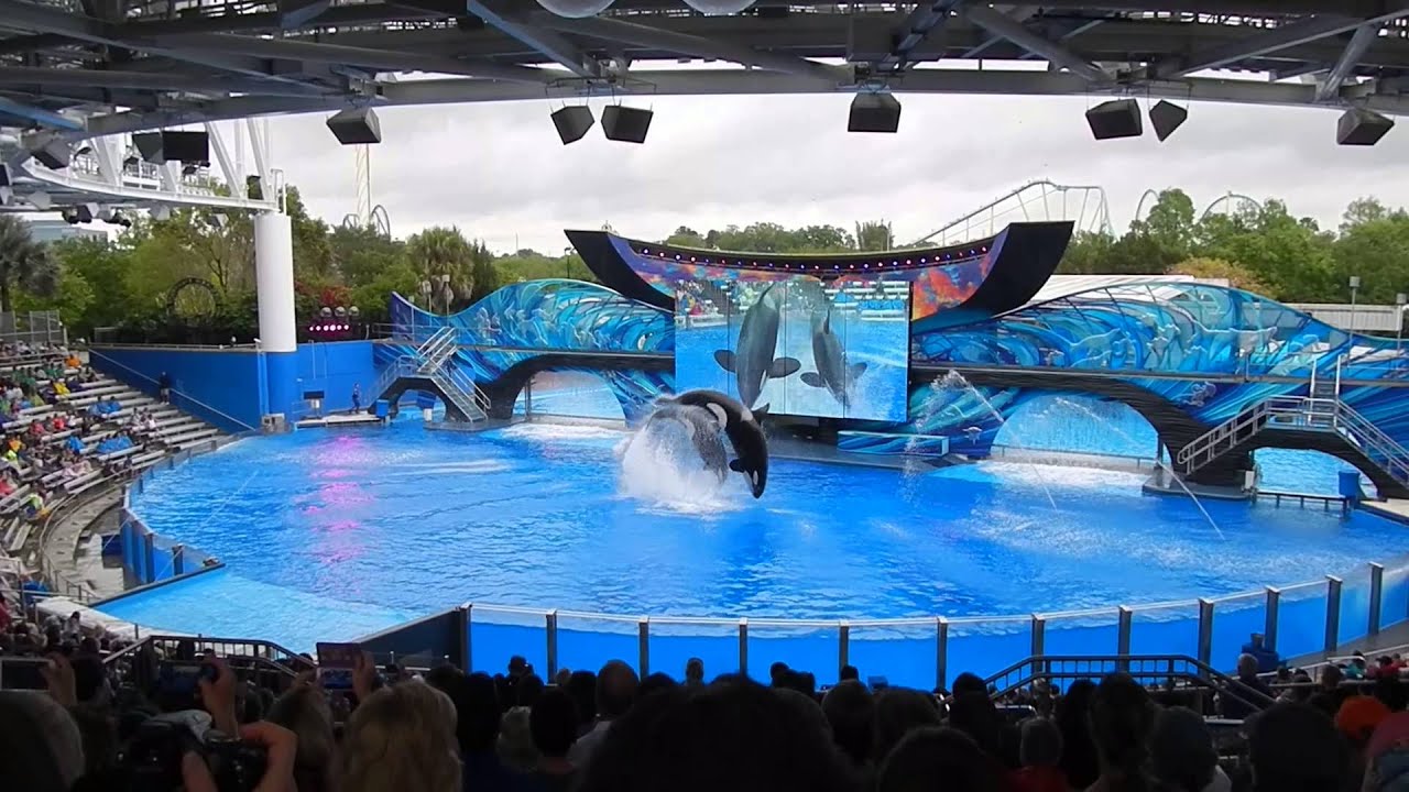 "One Ocean" Shamu Show Finale - YouTube