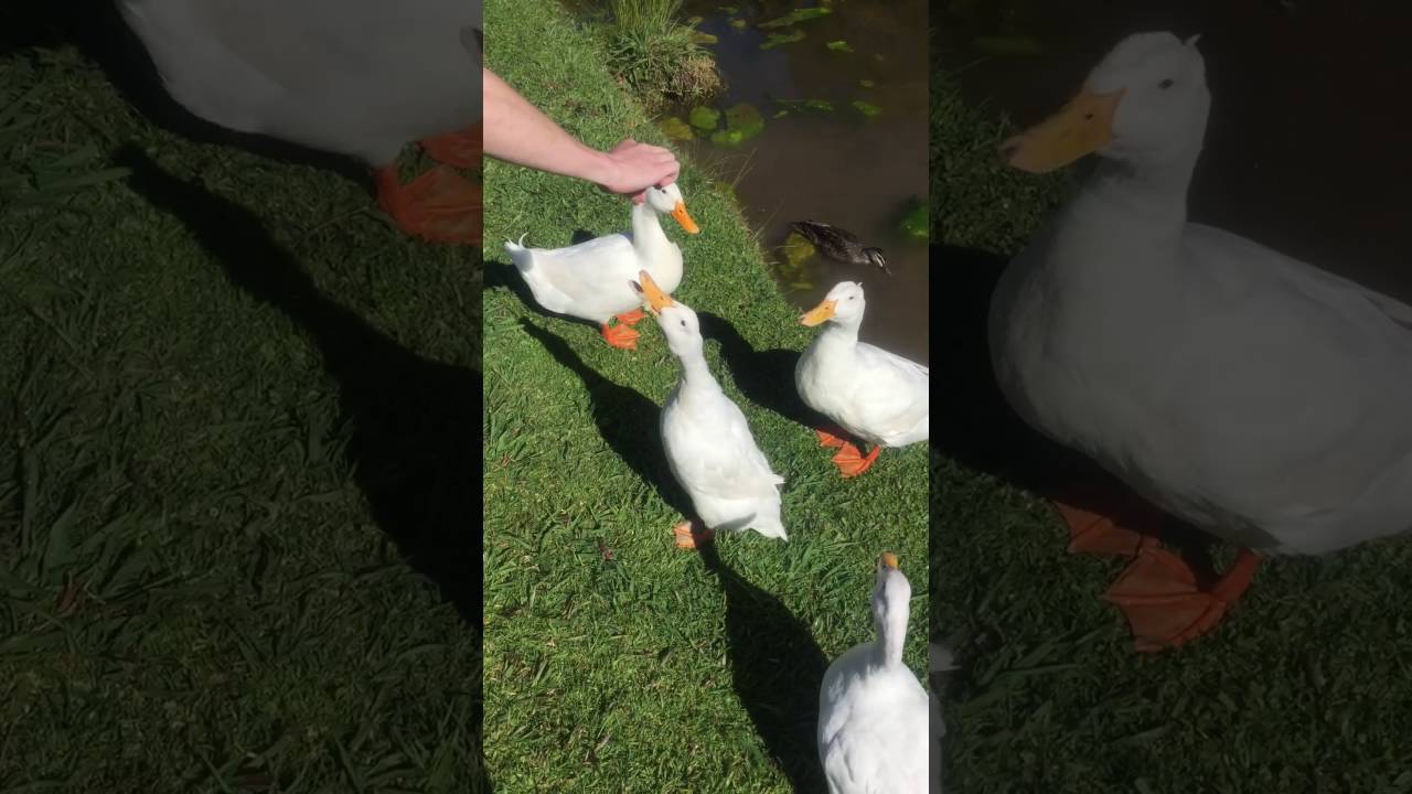 Duck slap - YouTube