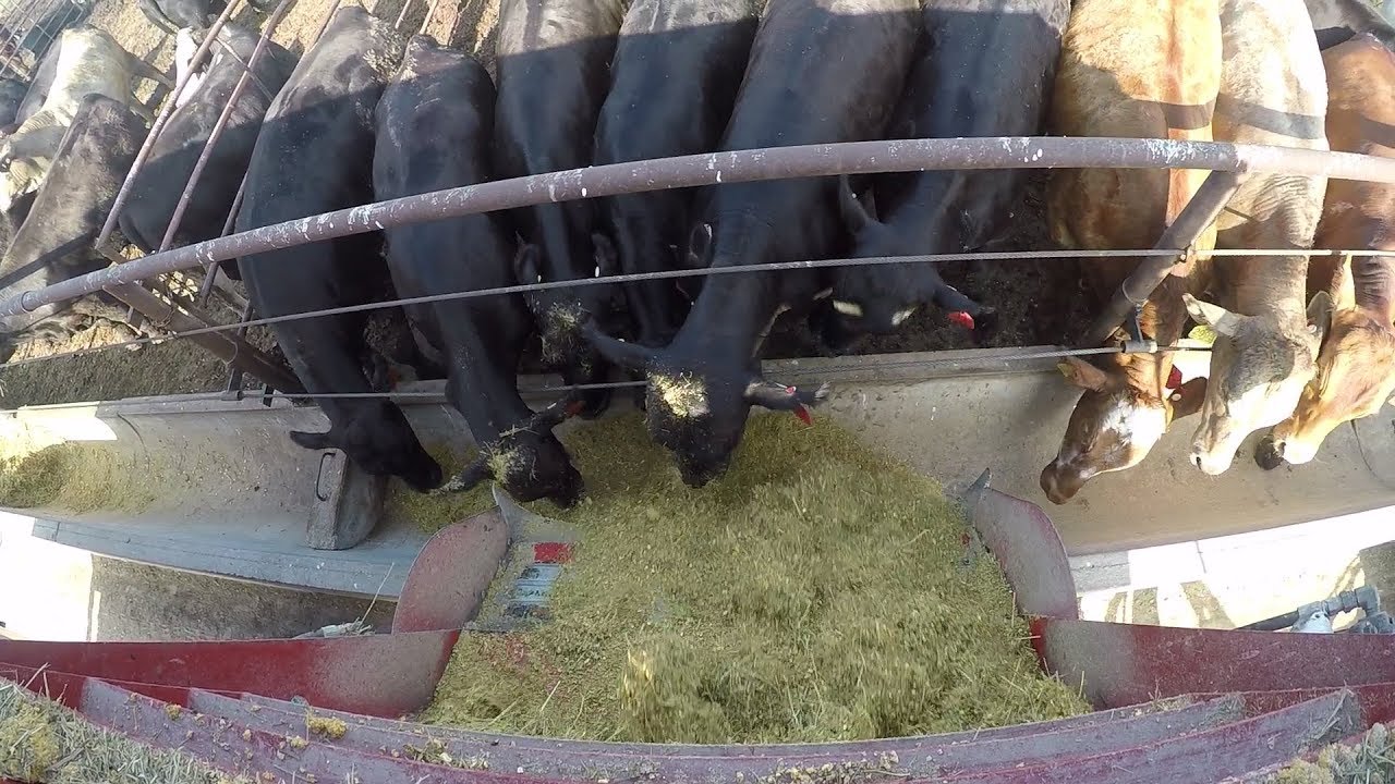 Limit Feeding Background Calves - YouTube
