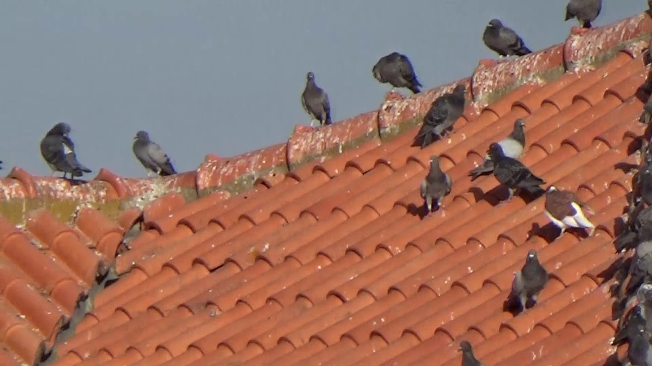 Solar Wings - YouTube