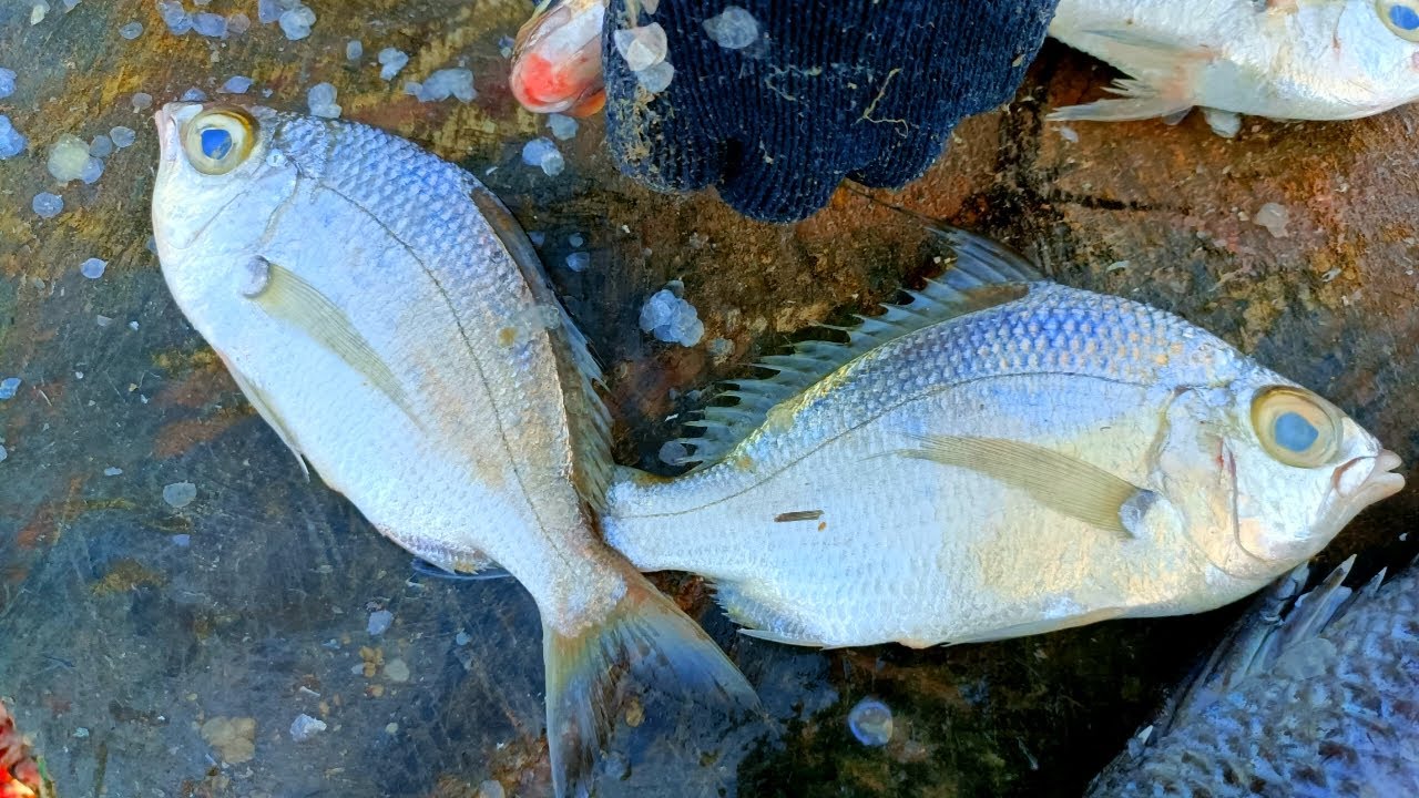 Ooda Fish Slice Cutting | India Fish Market | CT 360*🔪 - YouTube