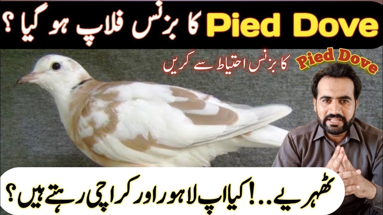 Kya Pied Dove Ka Business Krna Chahiye? | Dove | Pied Dove | Red Pied ...