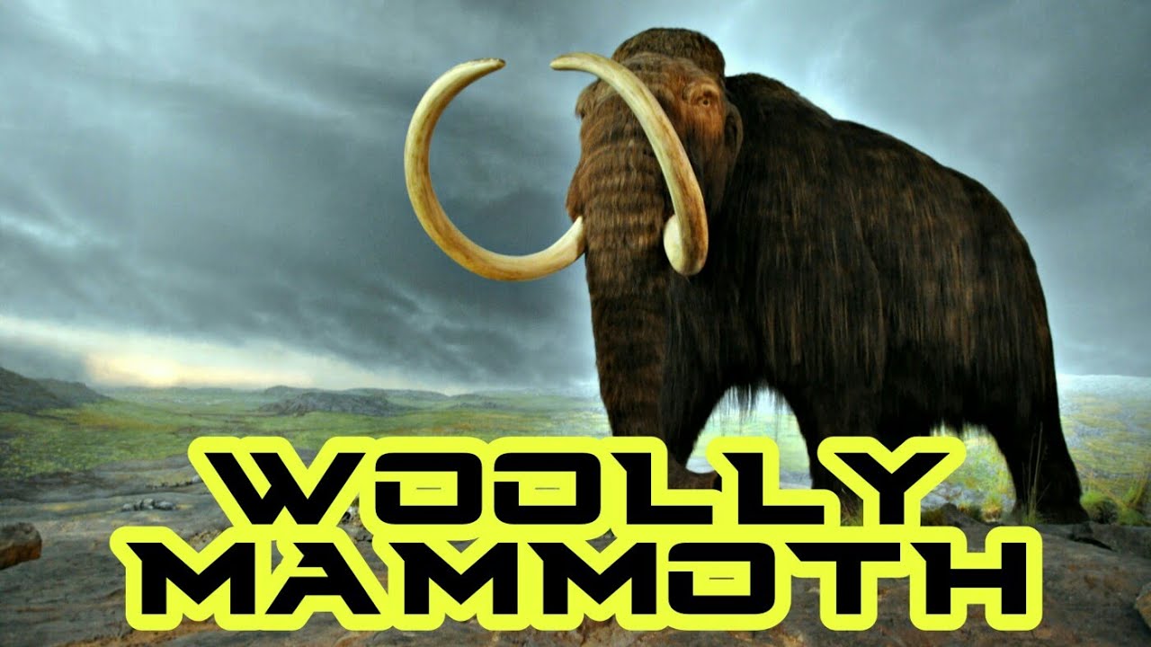 Woolly Mammoth | ice age elephant | IFTHIQUAR & THAYAN | RARE VIDEO ...