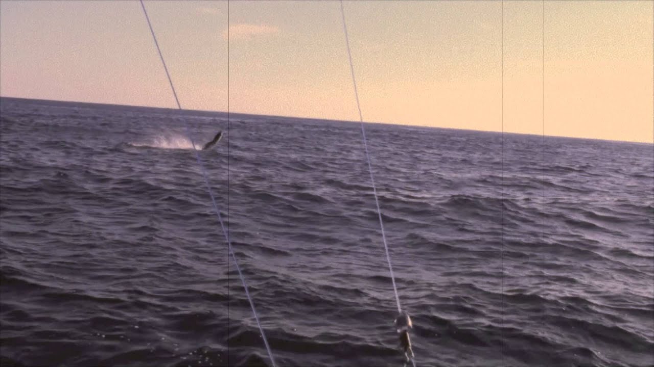 Catching Massive Sailfish | Miami Fishing Charter | Jumanji Attractions ...