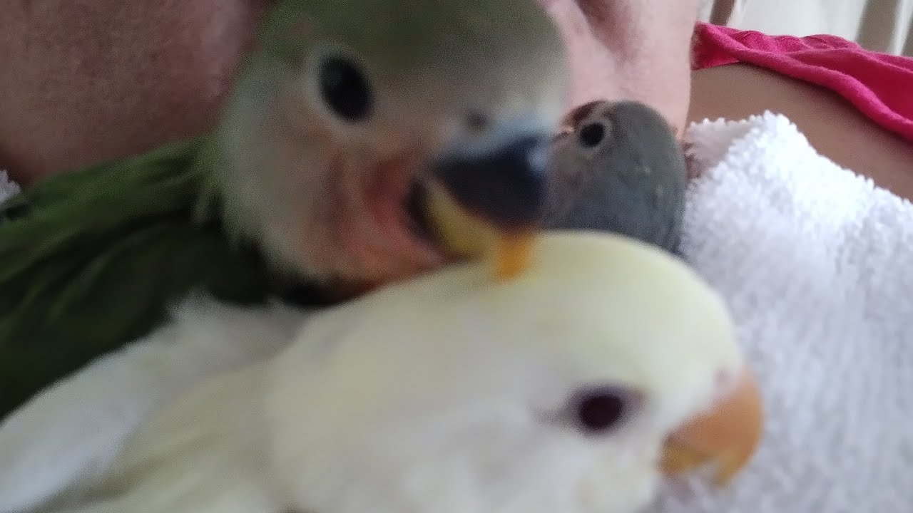 Love and poopy goes together. #petbirds #lovebird #birdpoop # ...