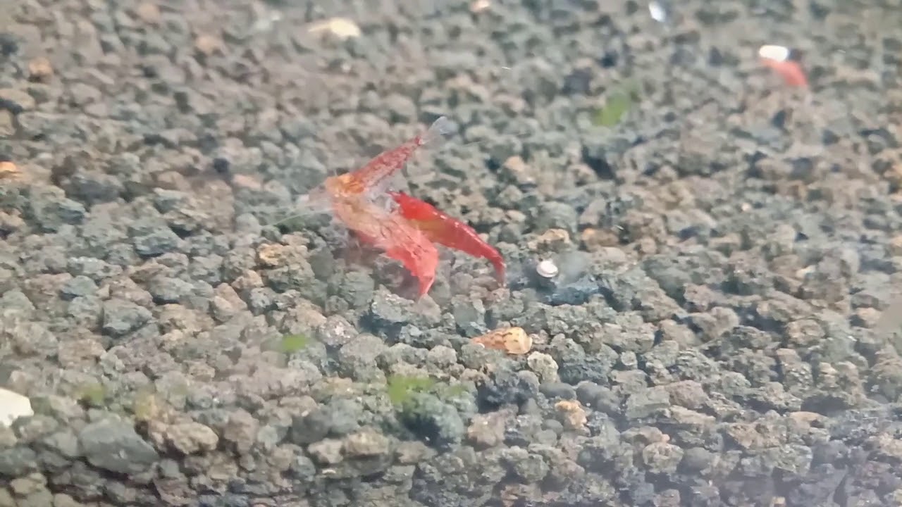 Red cherry shrimp / udang red ceri berkembang biak - YouTube