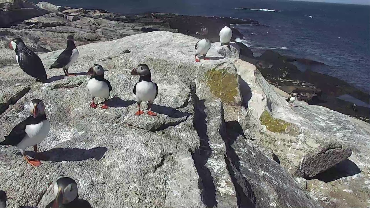 Puffin Loafing Ledge Cam 06-12-2018 12:48:19 - 13:48:20 - YouTube