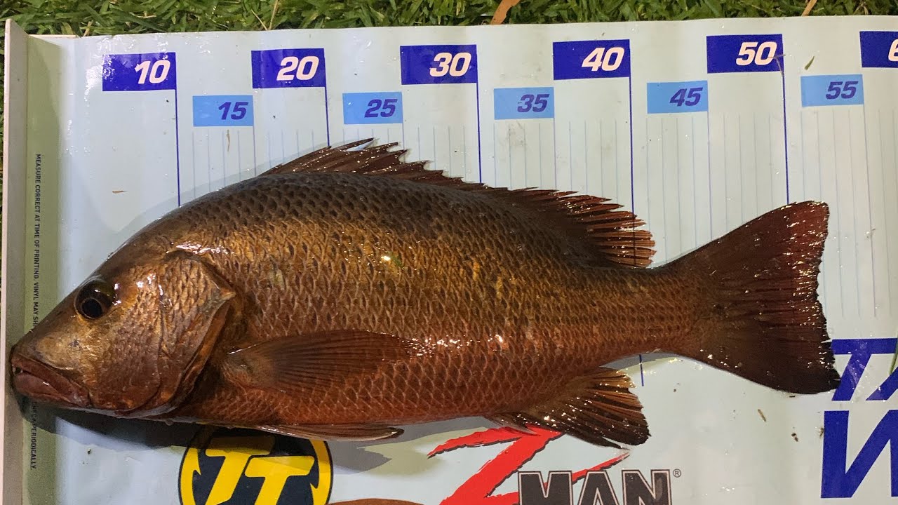 Fishing saltwater lake for mangrove jacks and other species (PB ...