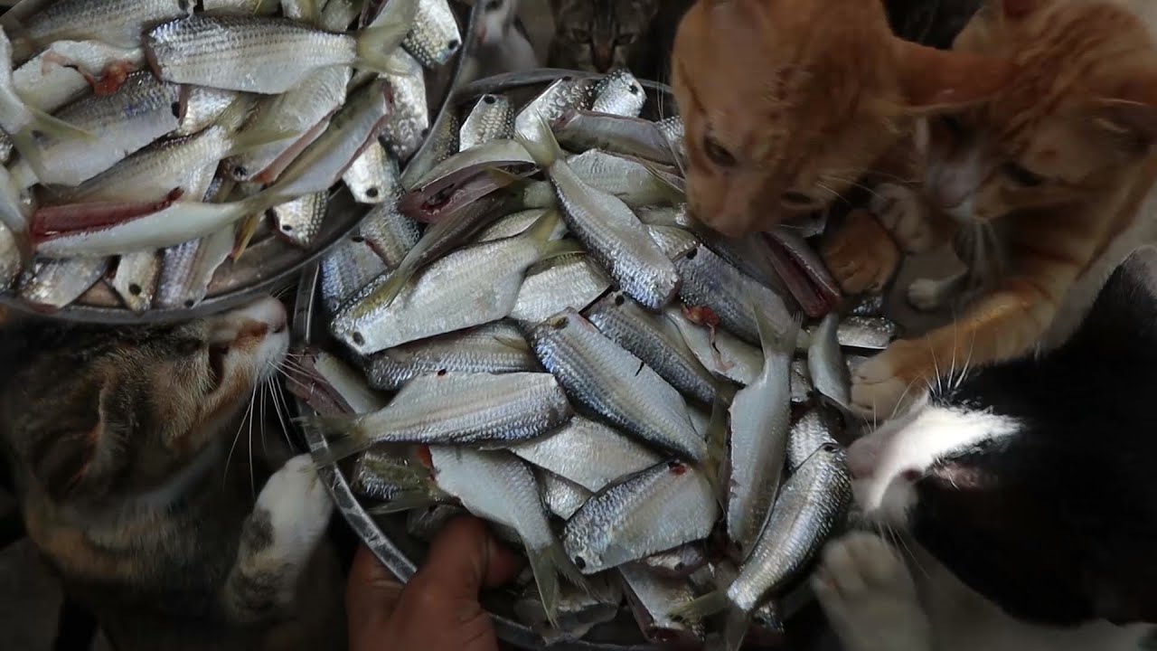 Raw feeding Cat, hungry Cat eating Raw fish, kitten eat fish || The ...