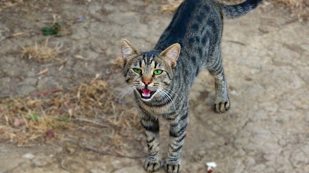 Visiting the World's Most Loudest Meowing Tabby Cat (Why is it meowing ...
