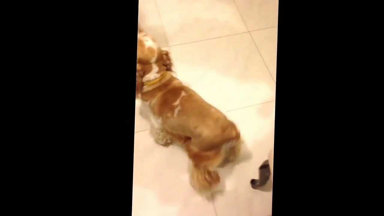 Bruce el perro bailarín, baila perrito baila - YouTube