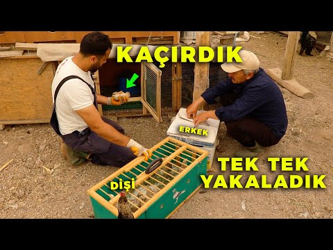 BILDIRCINLARI Kaçırdık ! Tek Tek Yakalayıp Taşıdık -Tavuklara Canlı Yem - Doğal Bıldırcın Kafesi