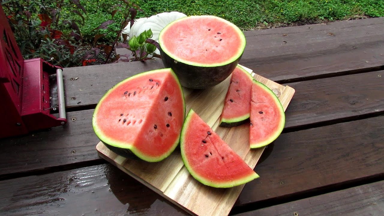 Mini Watermelon Plants