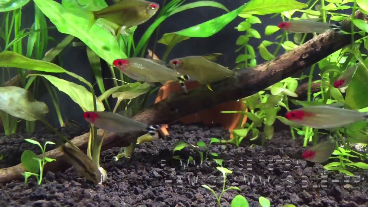 Species Showcase Rummynose Tetra Youtube