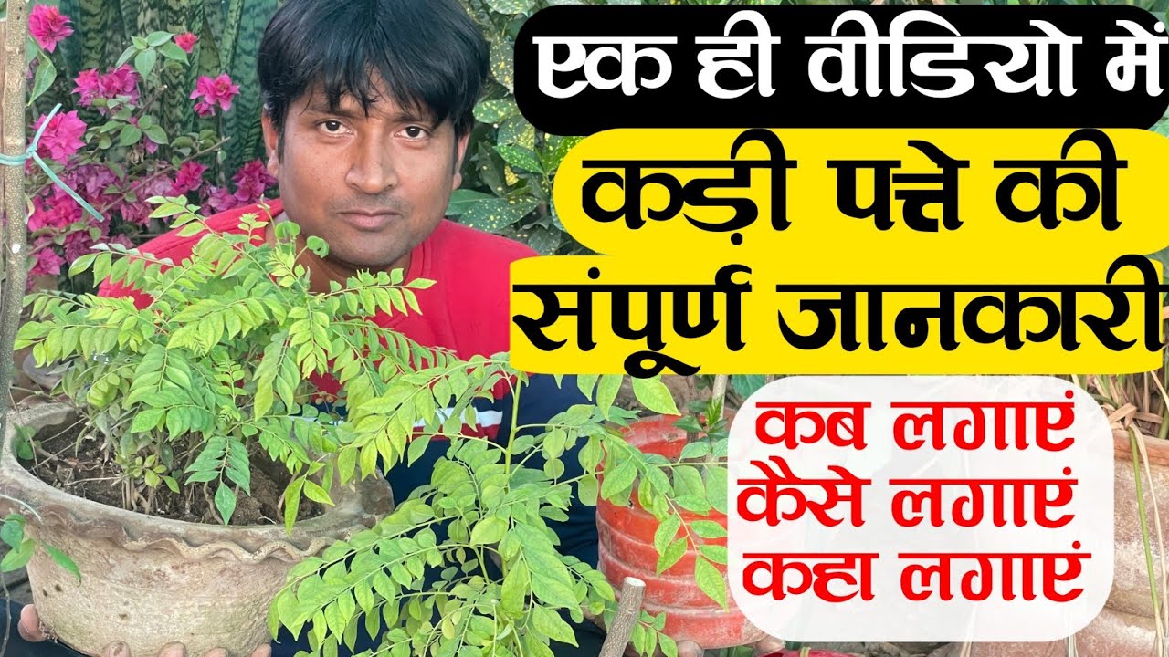 कड़ी पत्ते की संपूर्ण देखभाल कैसे करें | Curry Plant Care | How To Grow ...