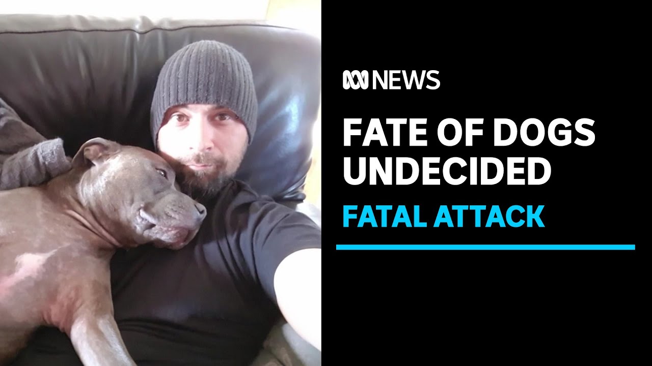 Police yet to decide fate of dogs that killed meter reader Kane Minion ...