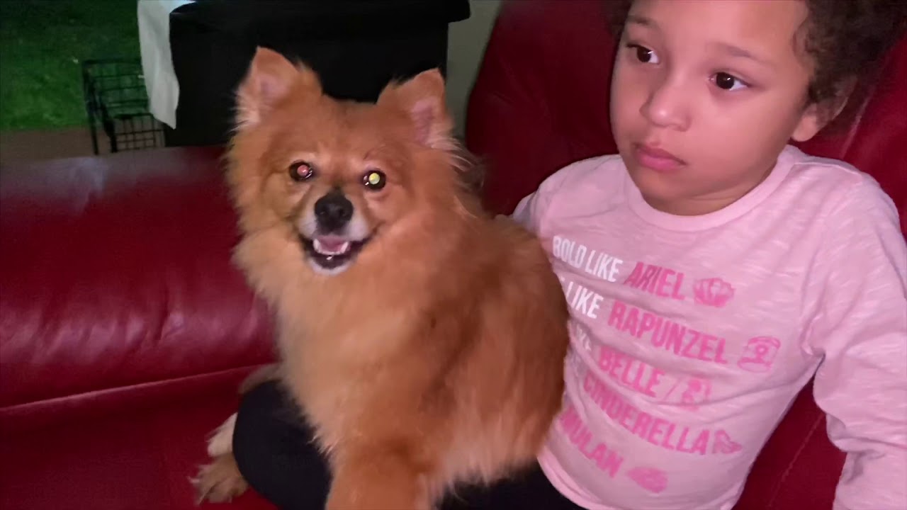 We found a lost Pomeranian - YouTube