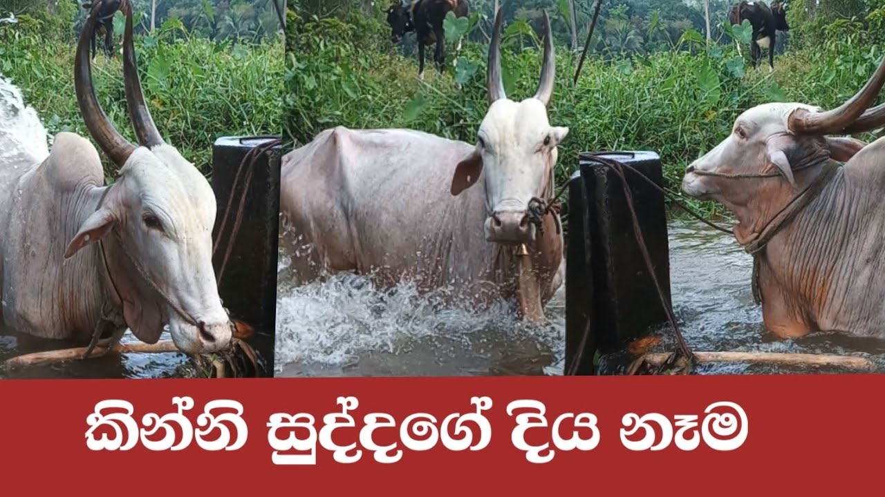 කින්නි සුද්දගේ දිය නෑම.. @SL_Animals_Tv - YouTube