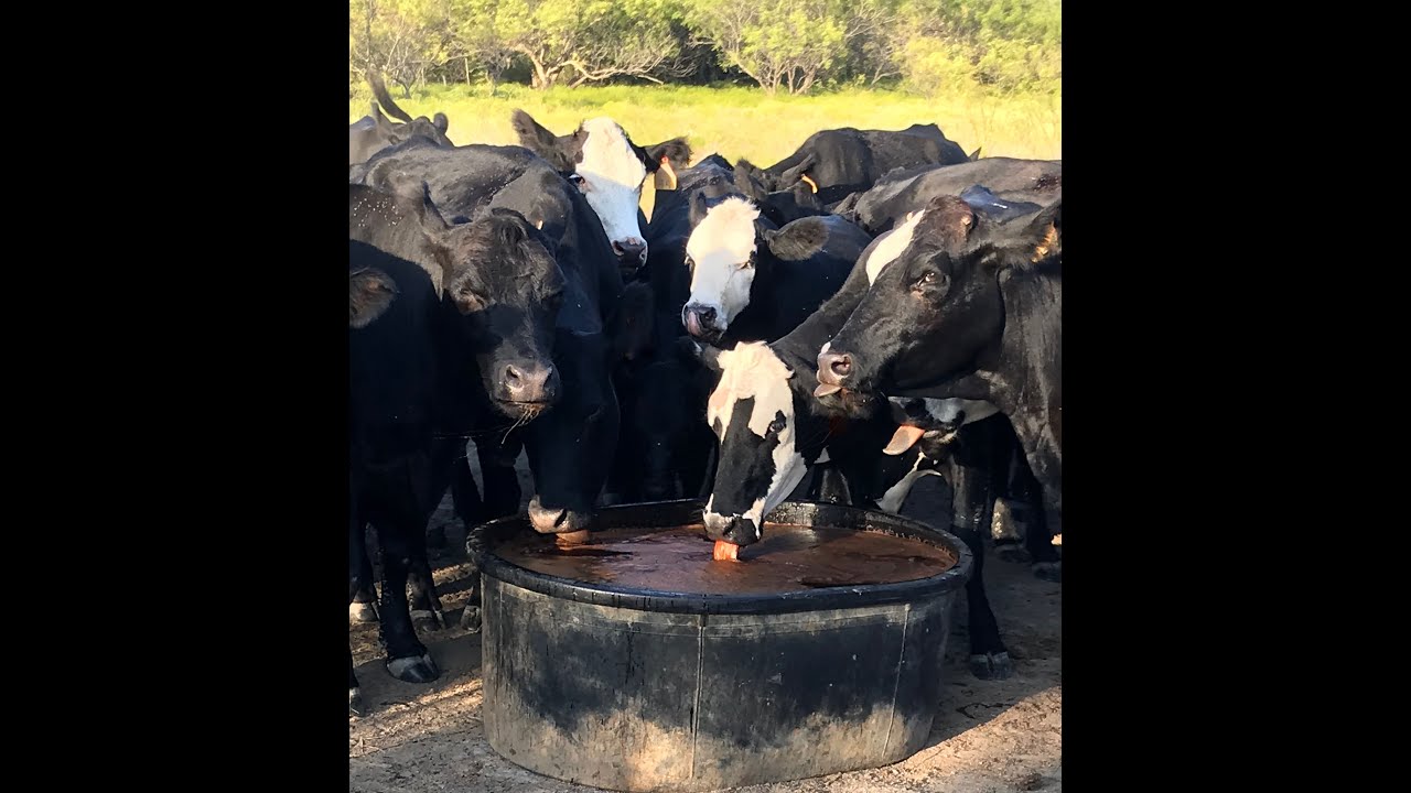 MIX 30 The High Energy Liquid Livestock Feed. Ranchers Testimonies ...