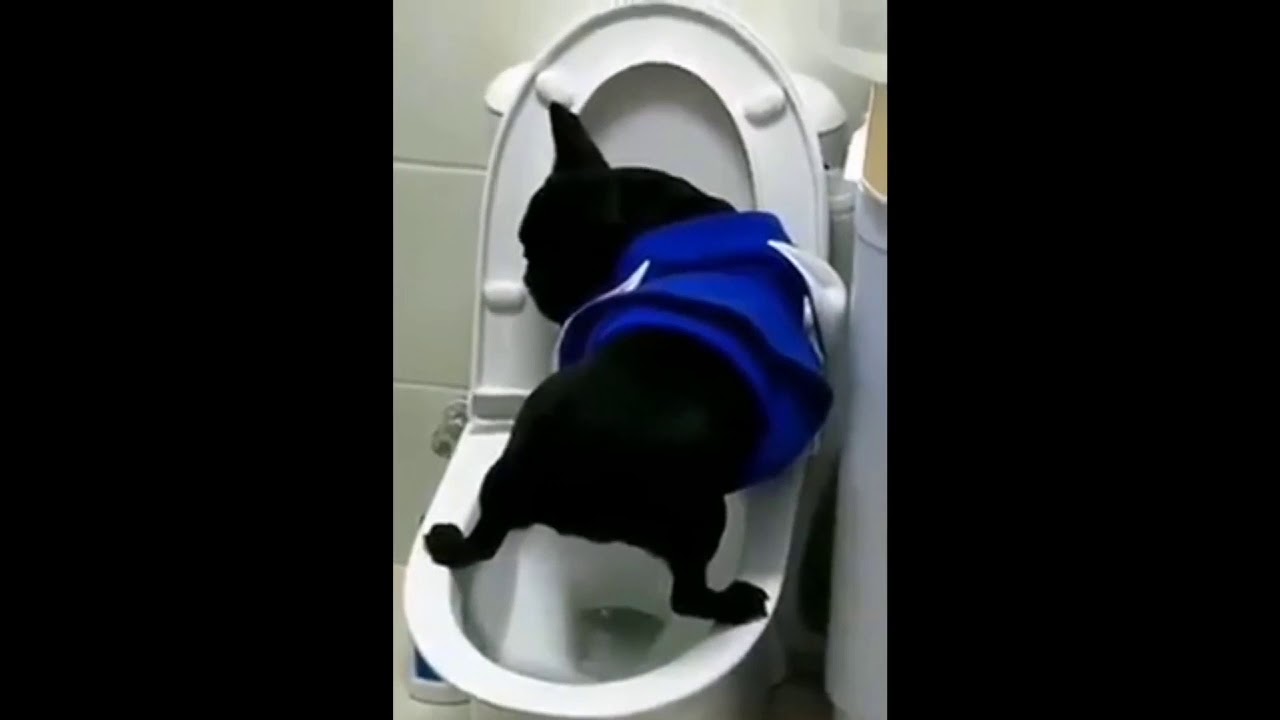 Chiens drôles a mourir de rire funny dogs - YouTube