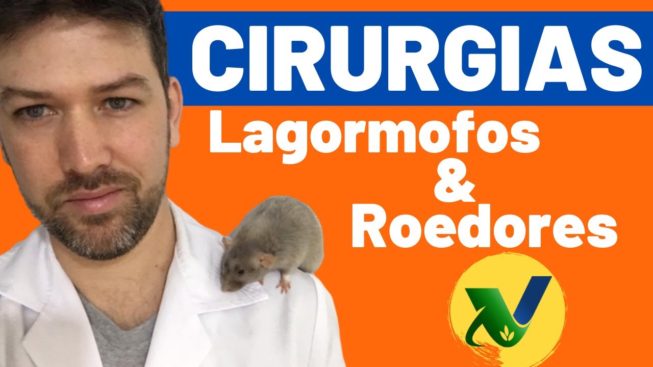 Cirurgias de Roedores e Lagomorfos - M. V Anderson Palma - YouTube