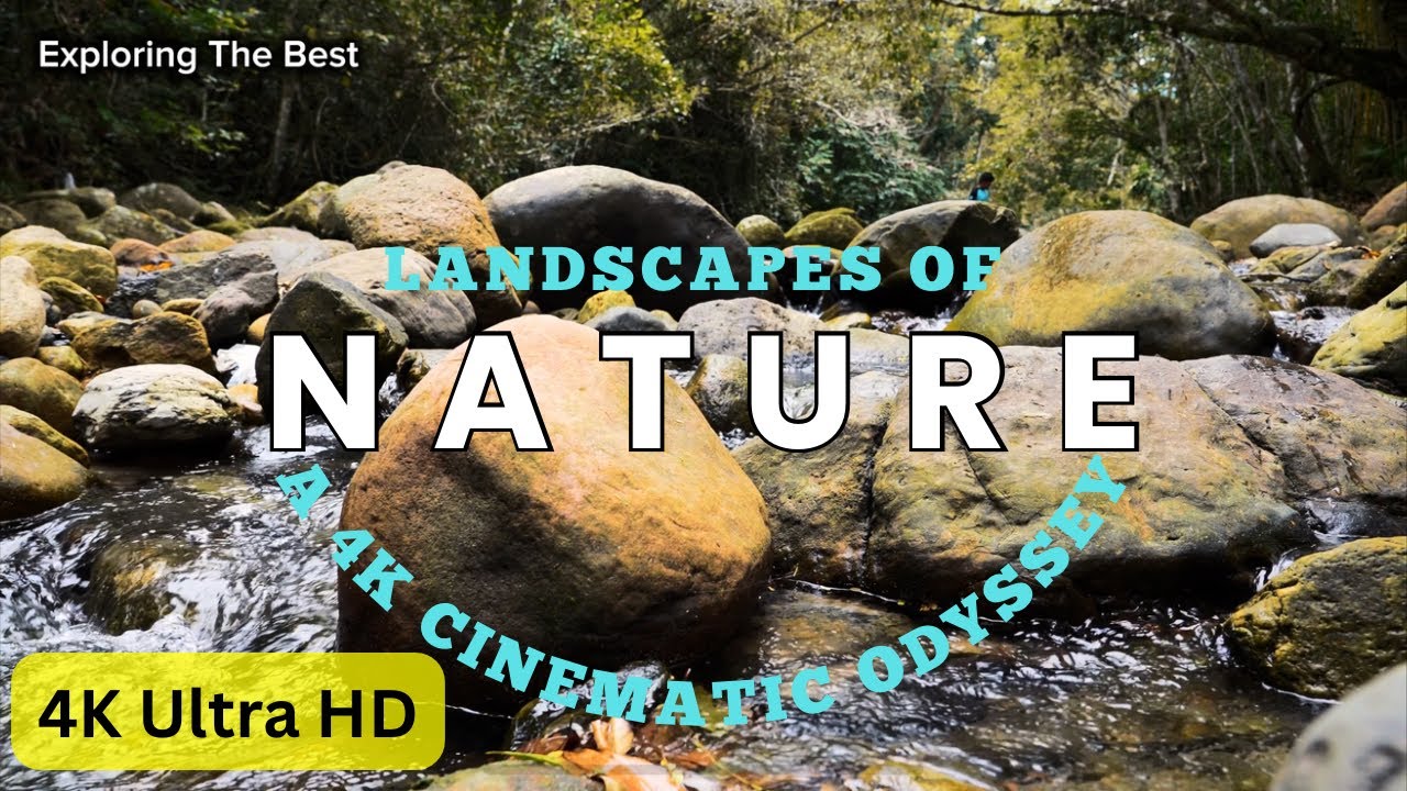 Forest 4K HDR Video (Ultra HD) || Nature Relaxation Film - YouTube