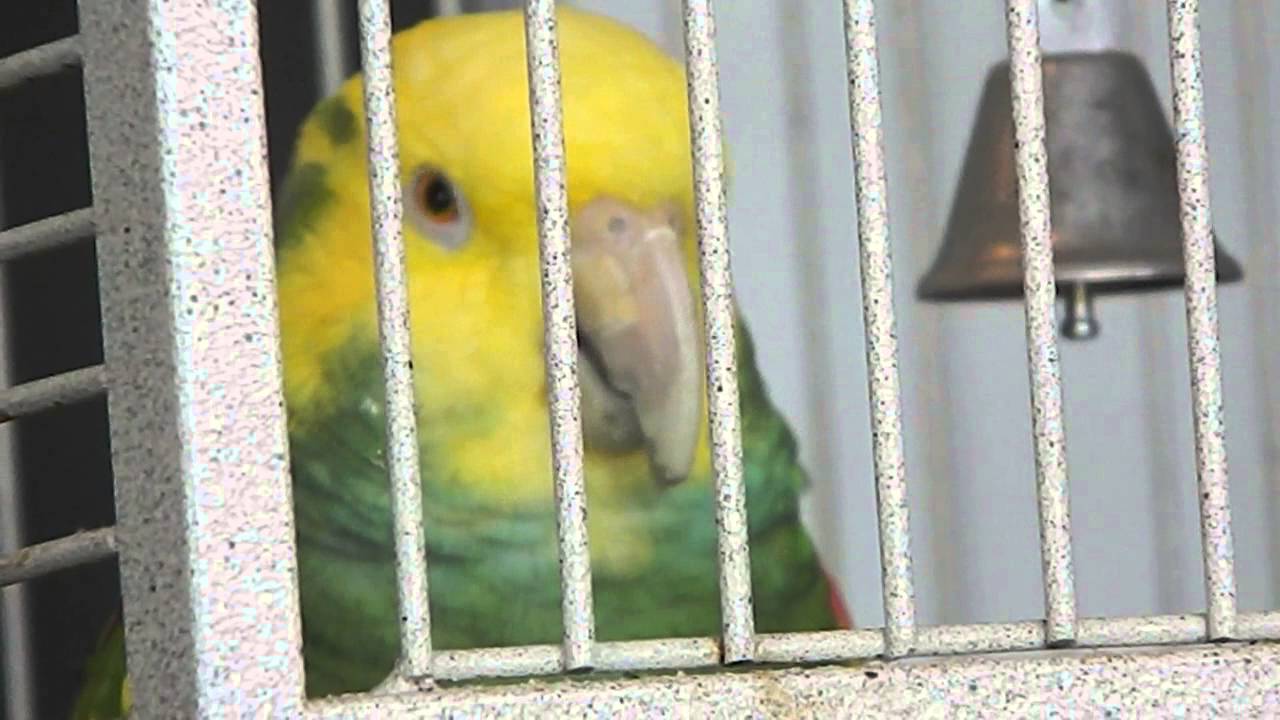 Creepy Parrot - YouTube