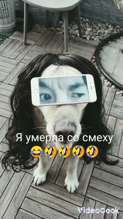 собака с человеческим лицом Youtube