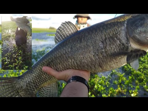 Tararira GIGANTE muy agresiva!!! (Pesca de Tarariras) - YouTube