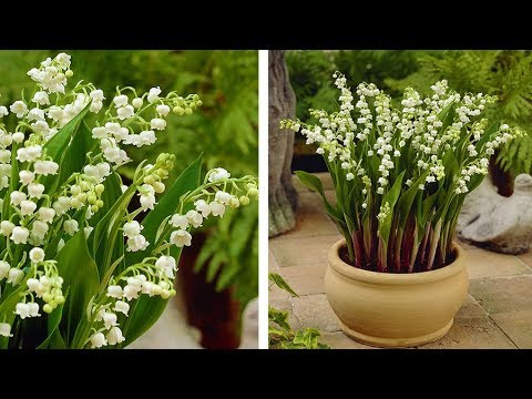 How Deep To Plant Lily Of The Valley Pips