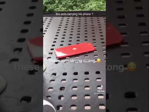 Can Ants Carry A Phone