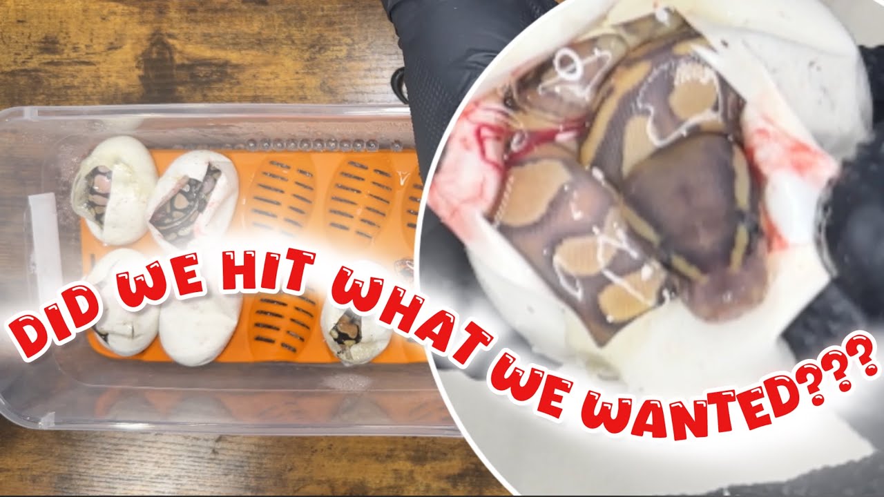 2024- Clutch #5 Egg Cutting - Breeding Ball Pythons - YouTube