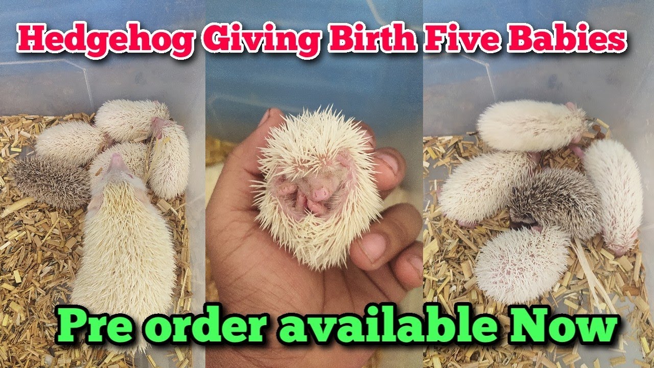 Hedgehog giving birth five babies | Hedgehog price in Bangladesh ...