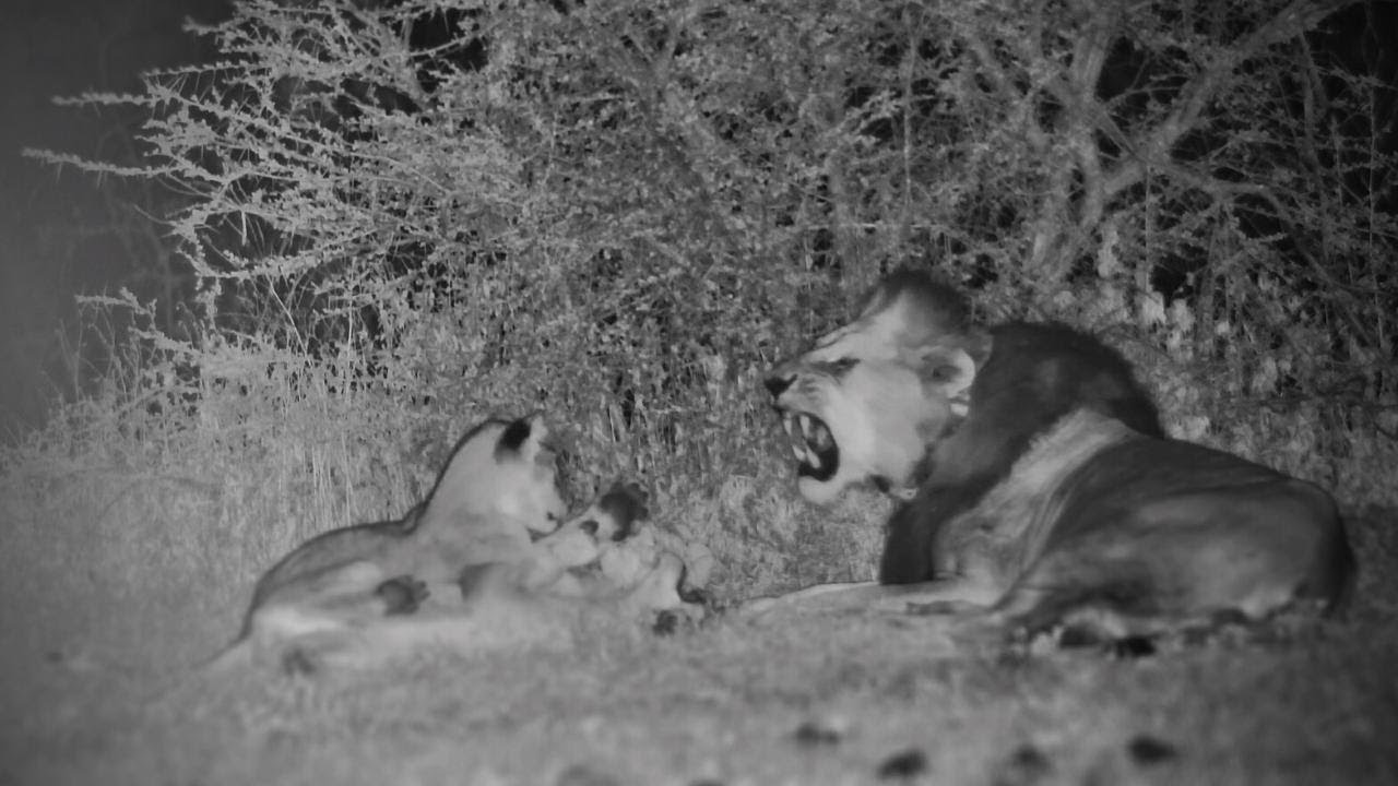 Cute Cubs and a Grumpy Lion - YouTube