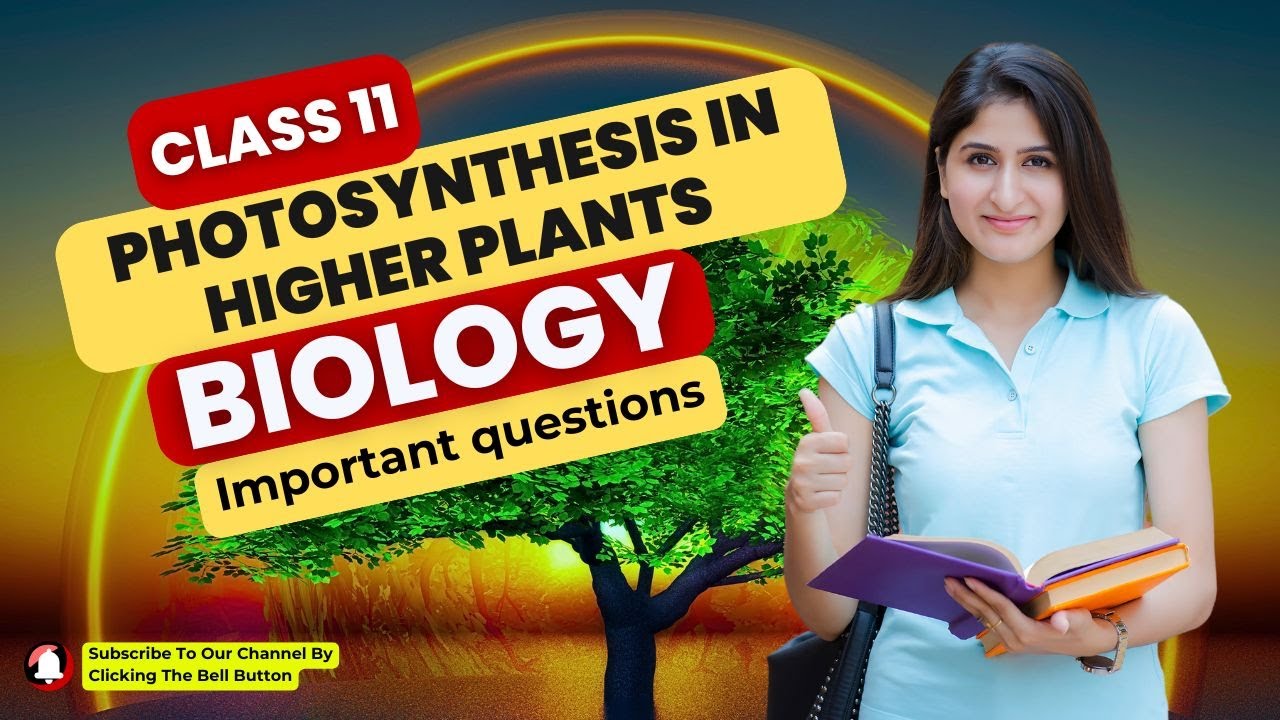 Photosynthesis in Higher Plants | class 11 Biology | Calvin Cycle ...