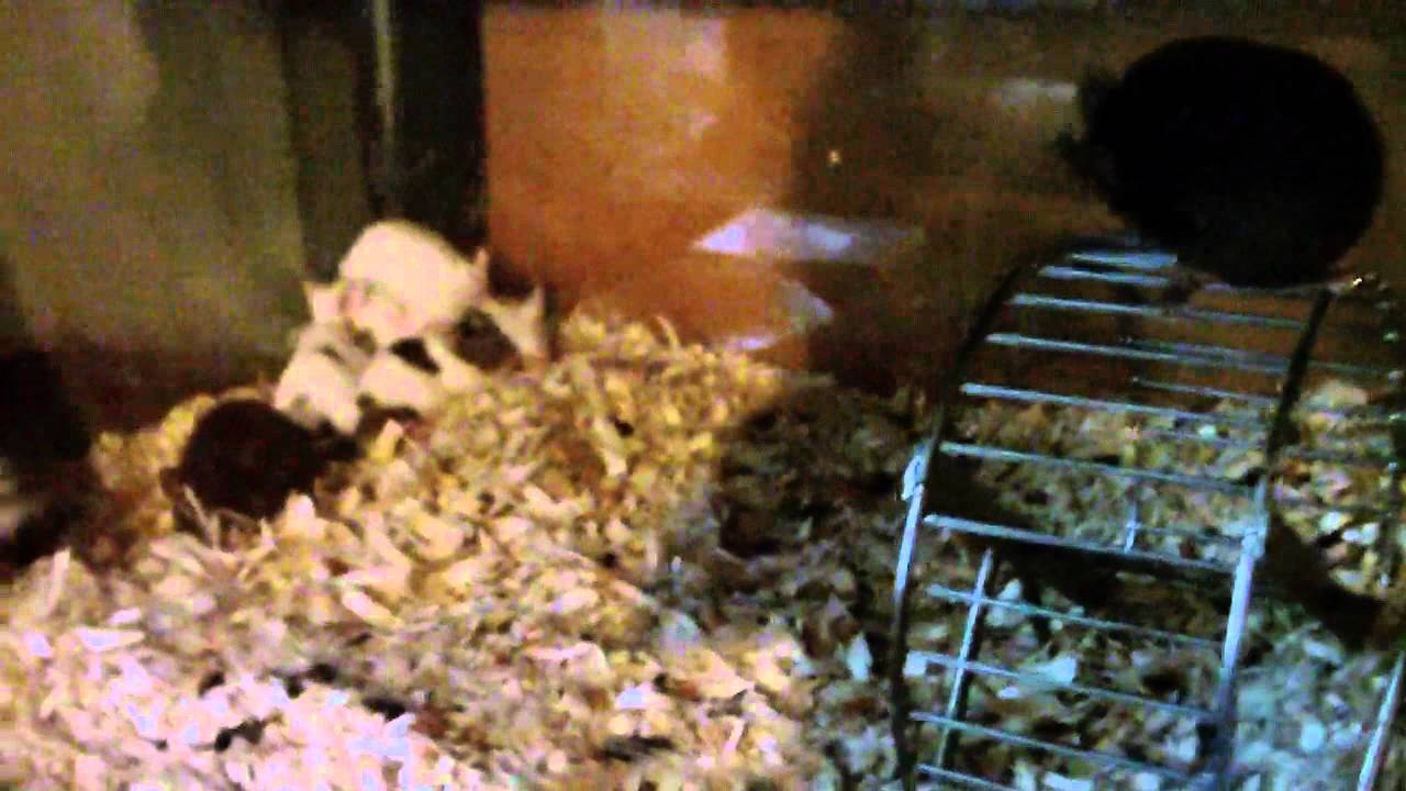 Mouse Breeding Step 4 - YouTube
