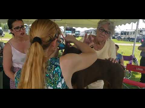 How To Groom A Doberman For Show