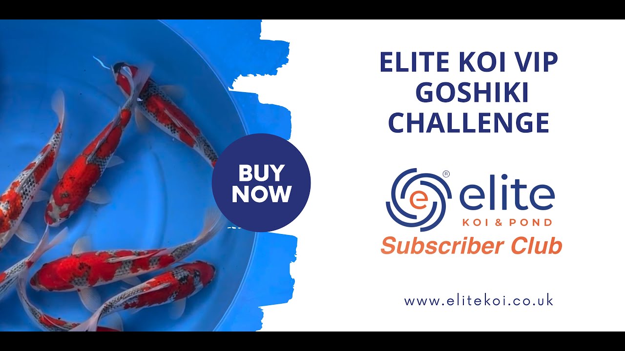 📢 Elite Koi VIP Goshiki Challenge - YouTube