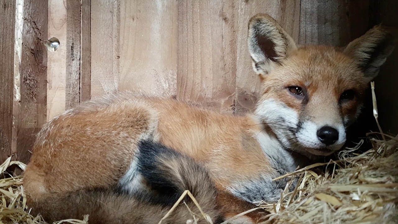 Fox Rescued After Being Snared Twice - YouTube