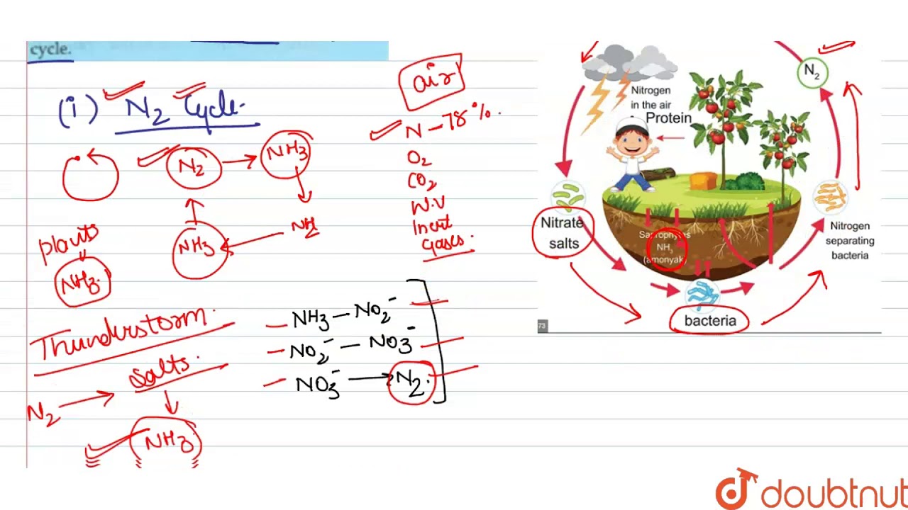 Draw A Neat Labelled Diagram Of Nitrogen Cycle In Nature