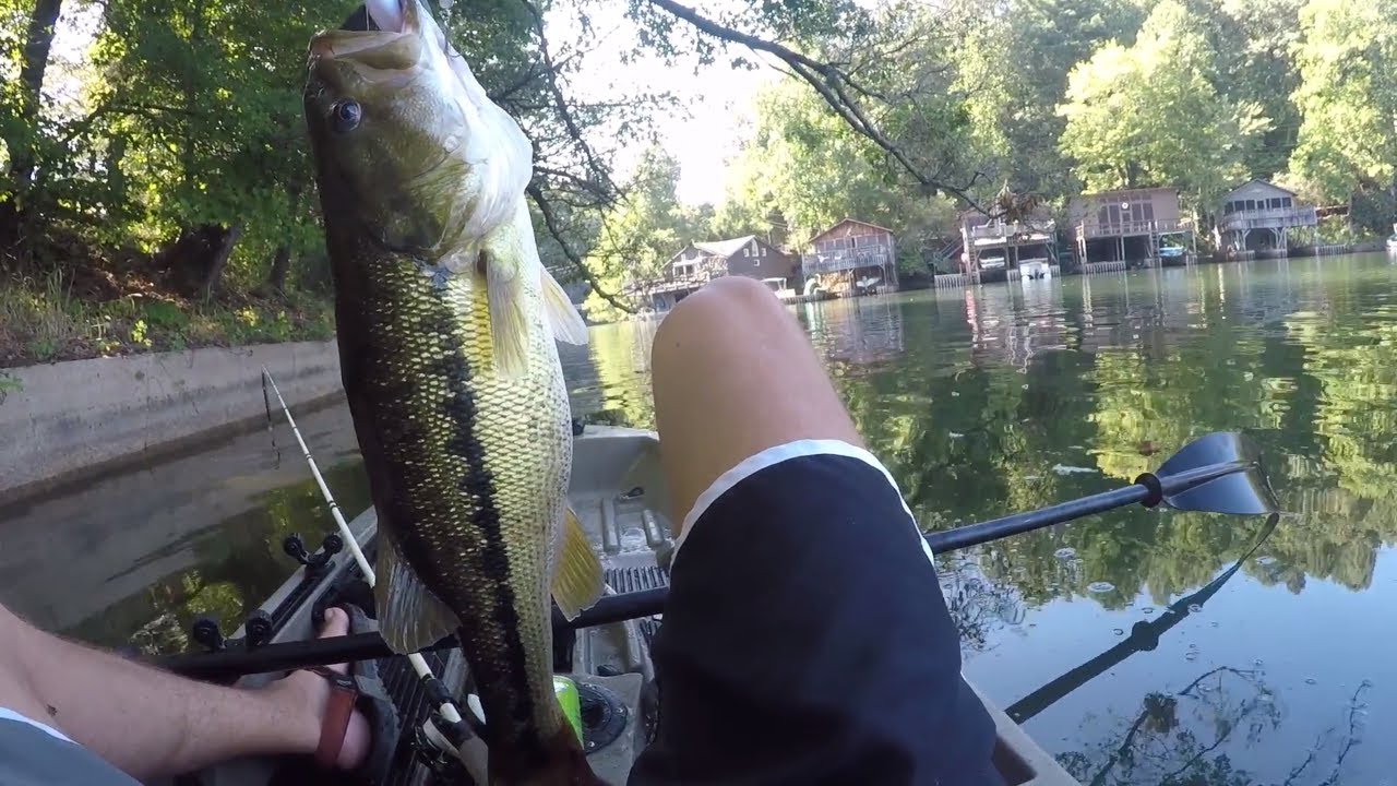 Catching Big Bass with Goldfish ? - YouTube