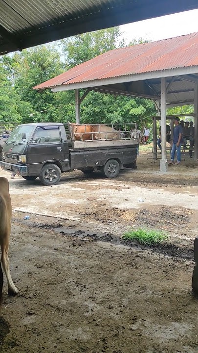 Menaikkan Sapi Lucu Sapi Moo Sapi Joget Sapi Brahman Sapi Aceh Ke Truk Oleng Shorts Fyp