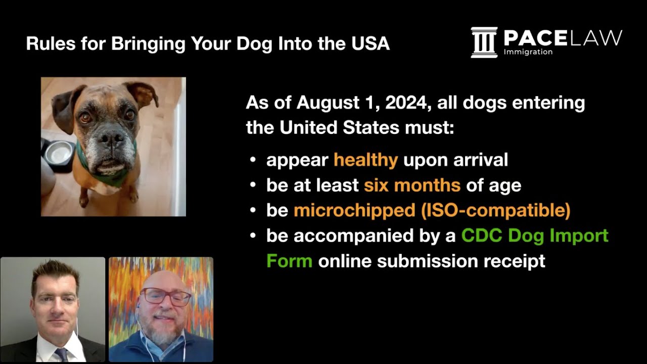 Rules for Bringing Your Dog to the USA - YouTube