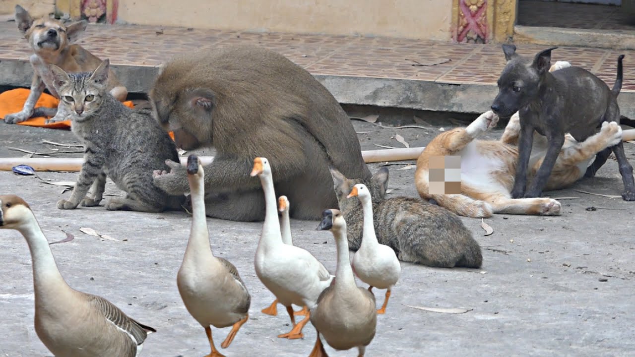 Family Goose Passes The Puppy, Kitty And Monkey ZuZu - YouTube