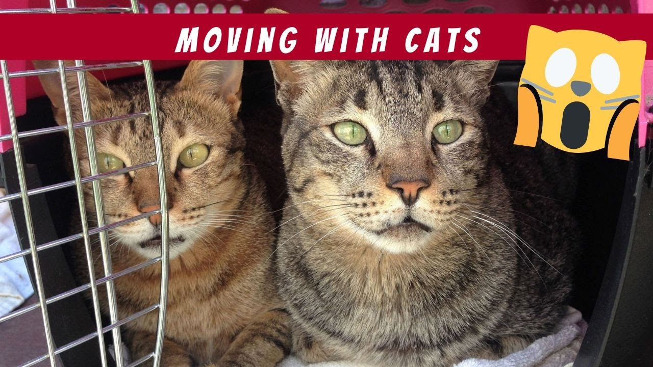Expert Reveals SECRETS to Moving with Cats Stress FREE! - YouTube